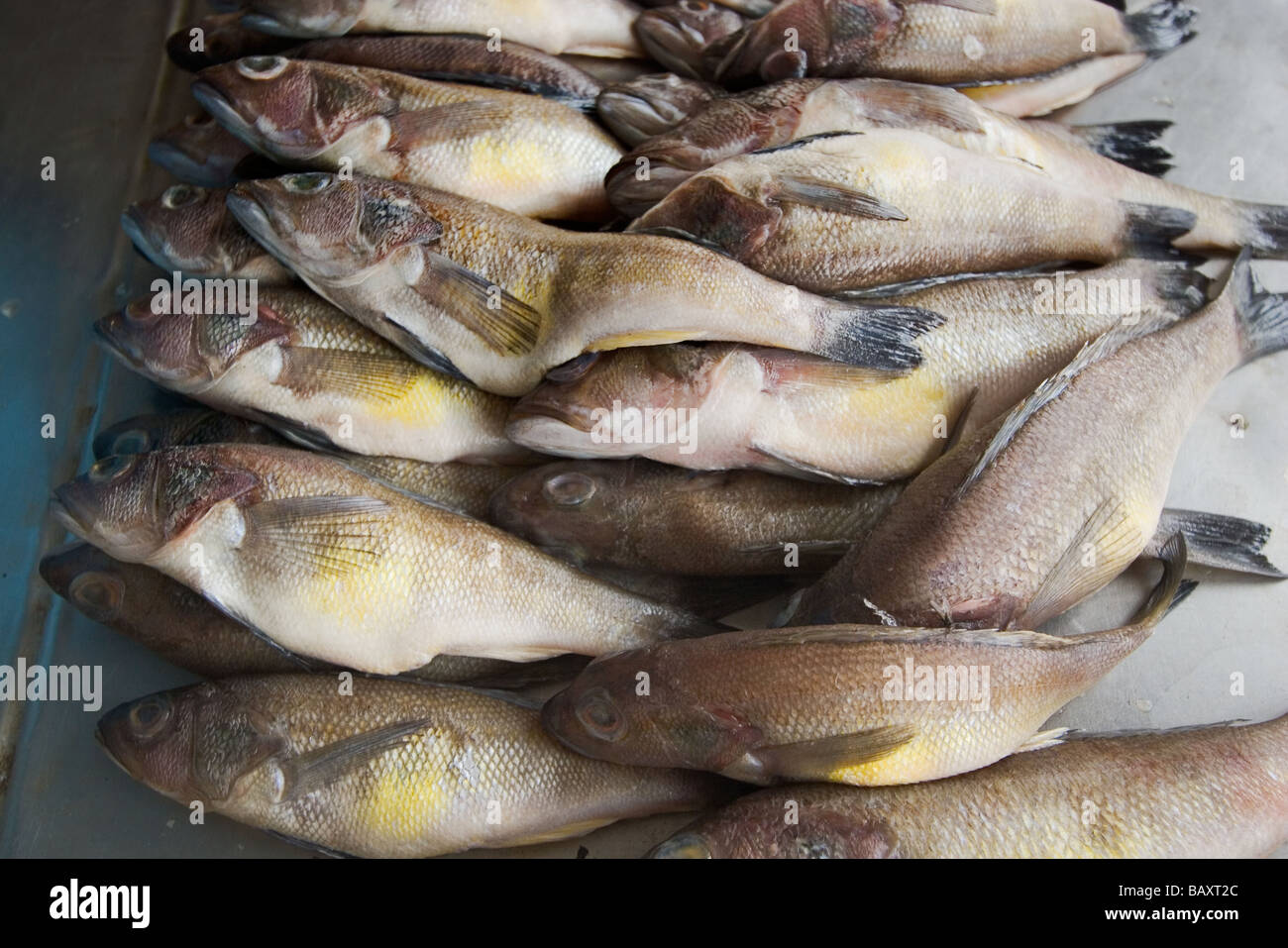 Fish on sale at Otavalo market, best known for its textiles for ...