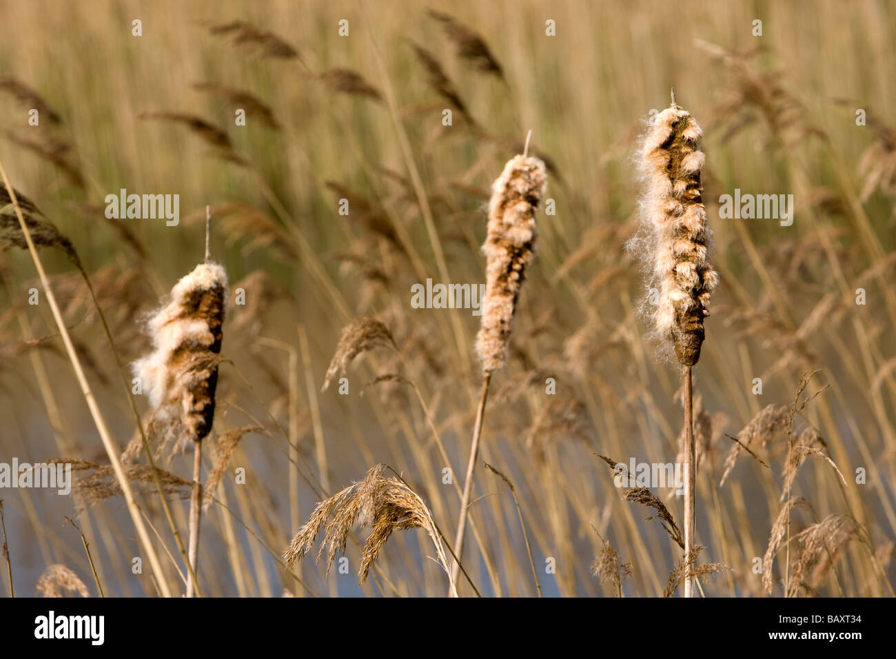 The bull rush hi-res stock photography and images - Alamy