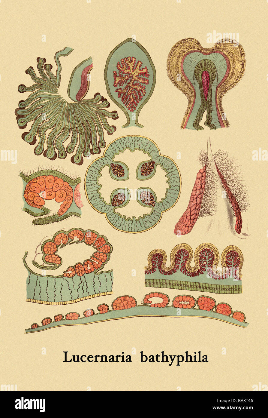 Jellyfish: Lucernaria Bathyphila Stock Photo - Alamy