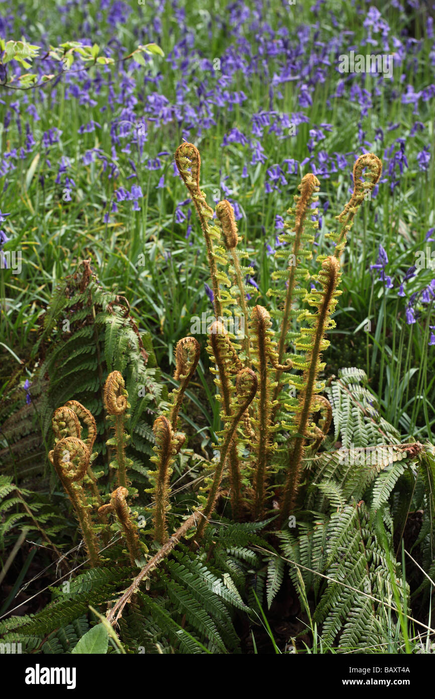Bluebell flowers ferns hi-res stock photography and images - Alamy