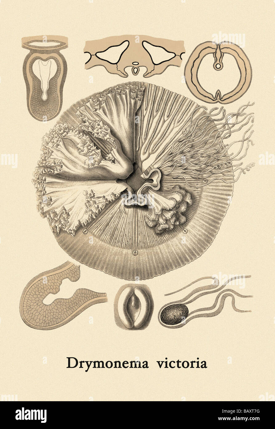 Jellyfish: Drymonema Victoria Stock Photo - Alamy