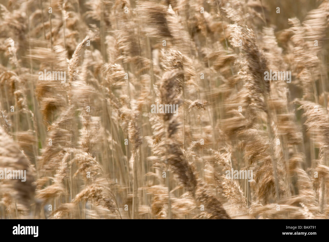 Wind blown grass hi-res stock photography and images - Alamy