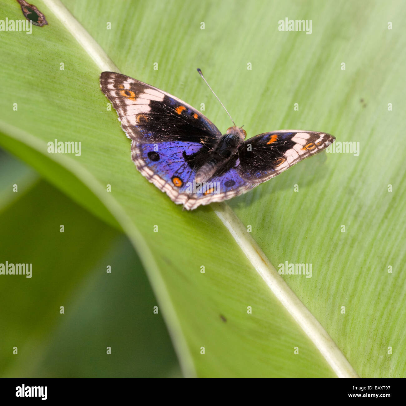 Blue Pansy Junonia orithya wallacei male Stock Photo - Alamy