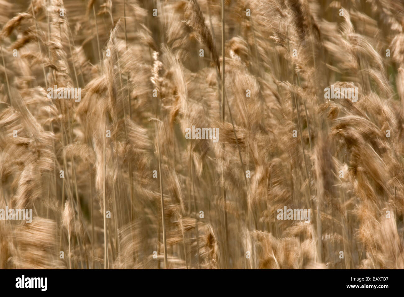 Wind swept grasses hi-res stock photography and images - Alamy