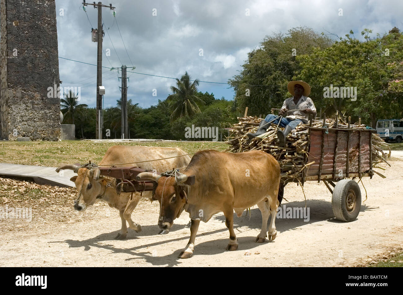 Farmer leading sugar cane to the distillery Stock Photo - Alamy