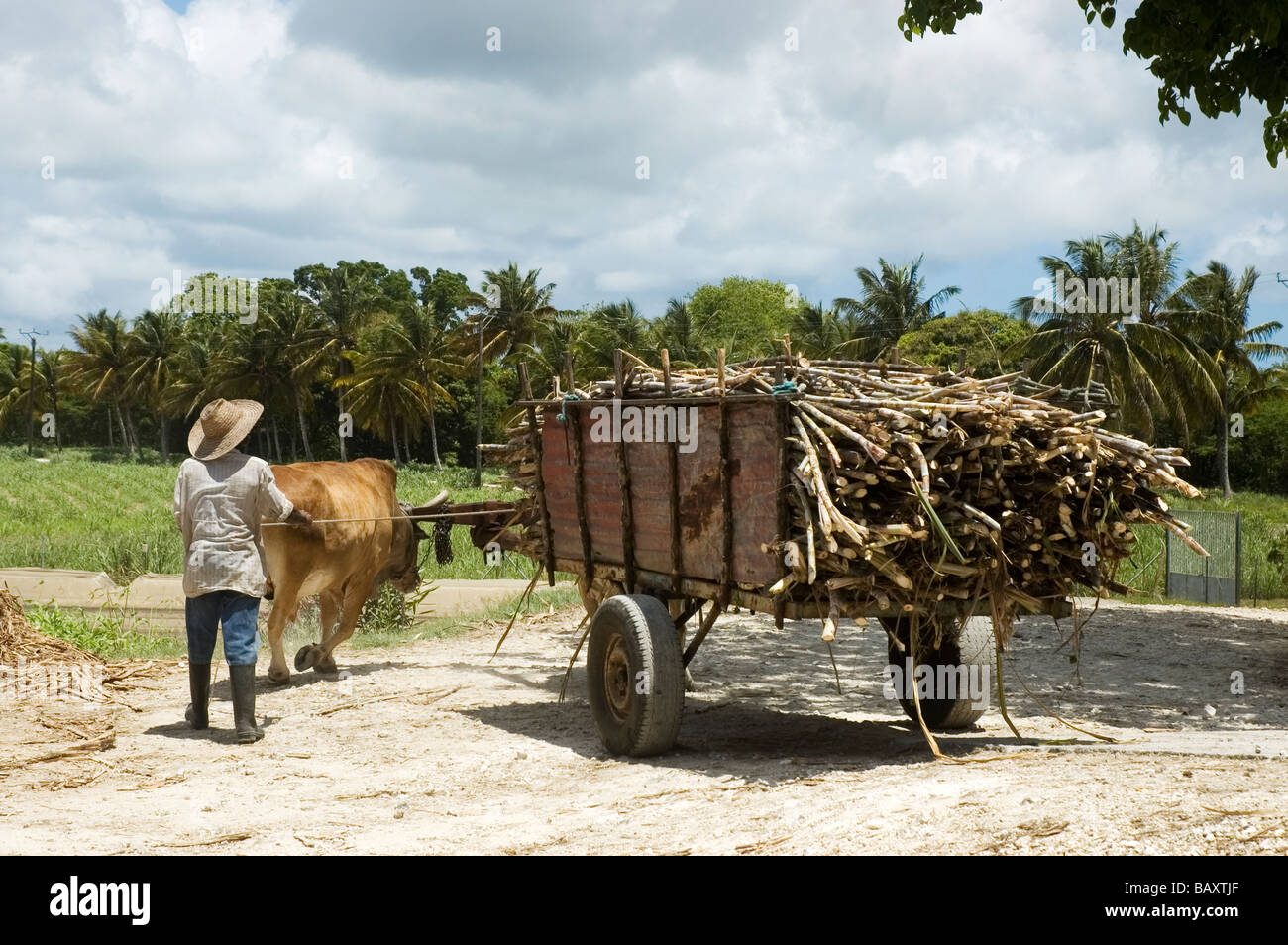 Farmer leading sugar cane to the distillery Stock Photo - Alamy