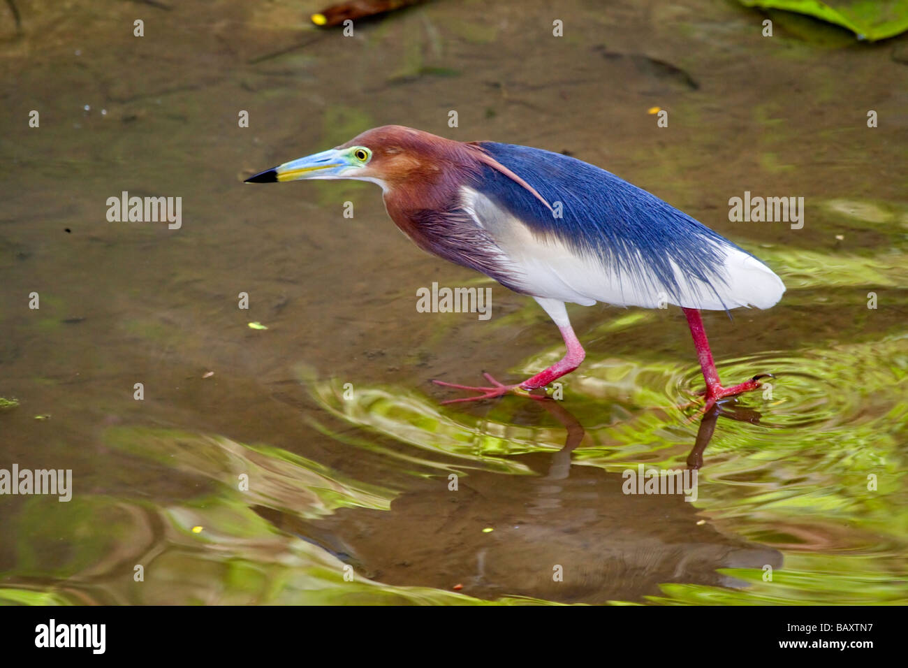 Chinese pond heron hi-res stock photography and images - Alamy