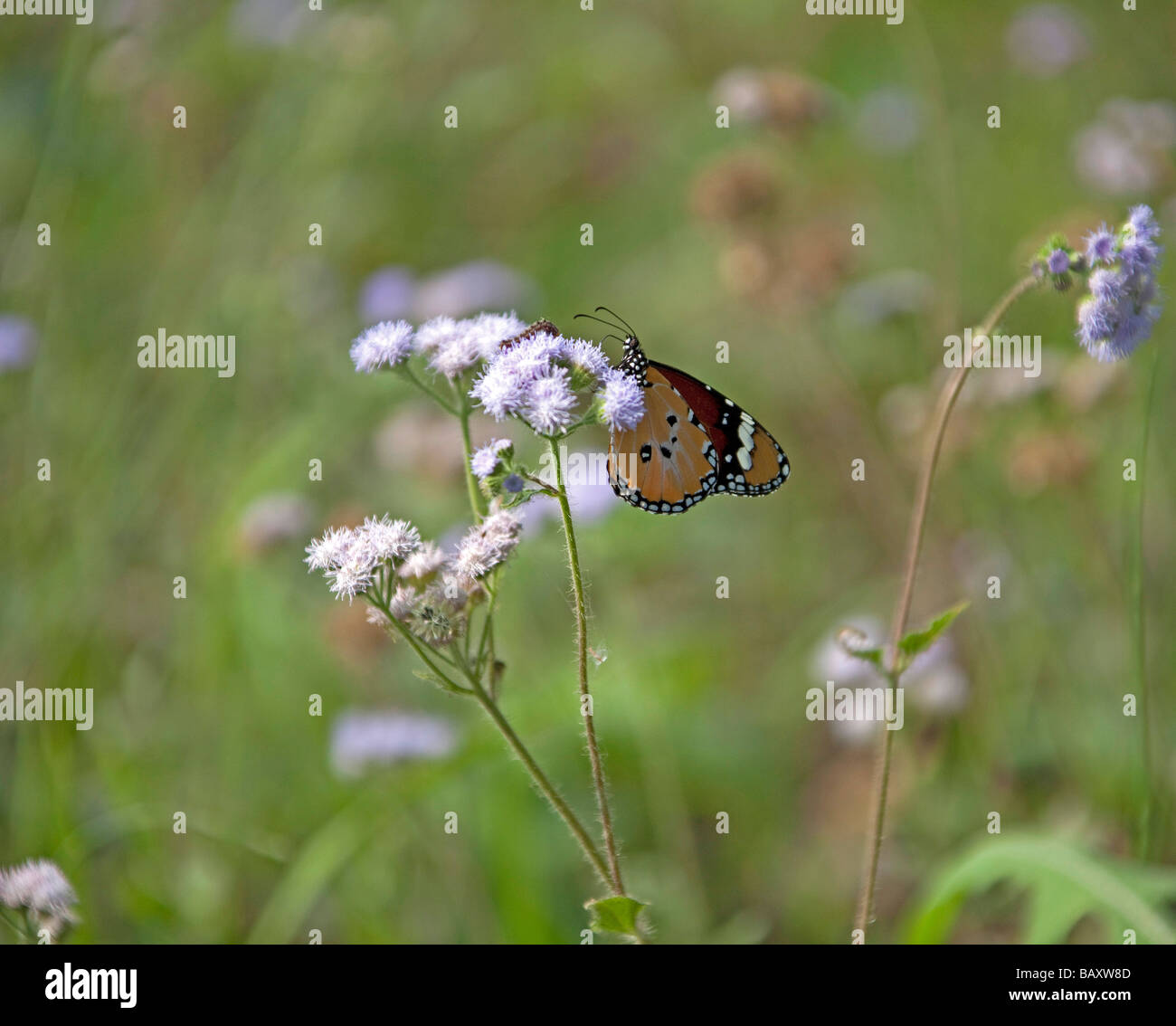 Female Danaid Eggfly (Hypolimnas misippus) feeding on flower. Chitwan ...