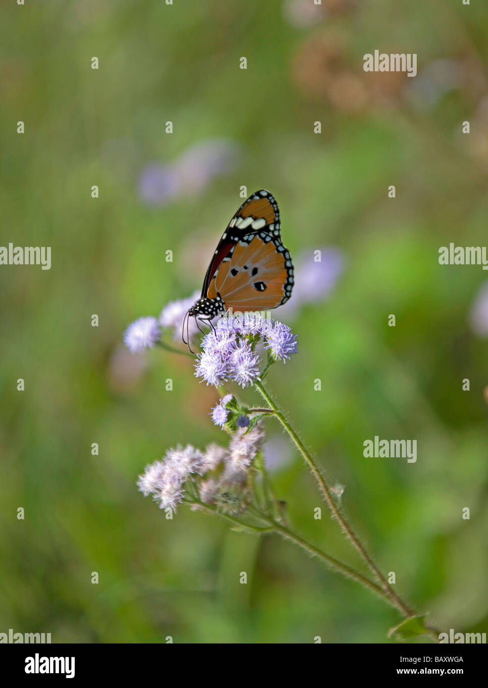 Female Plain Tiger Butterfly (Danaus chrysippus) feeding on flower ...