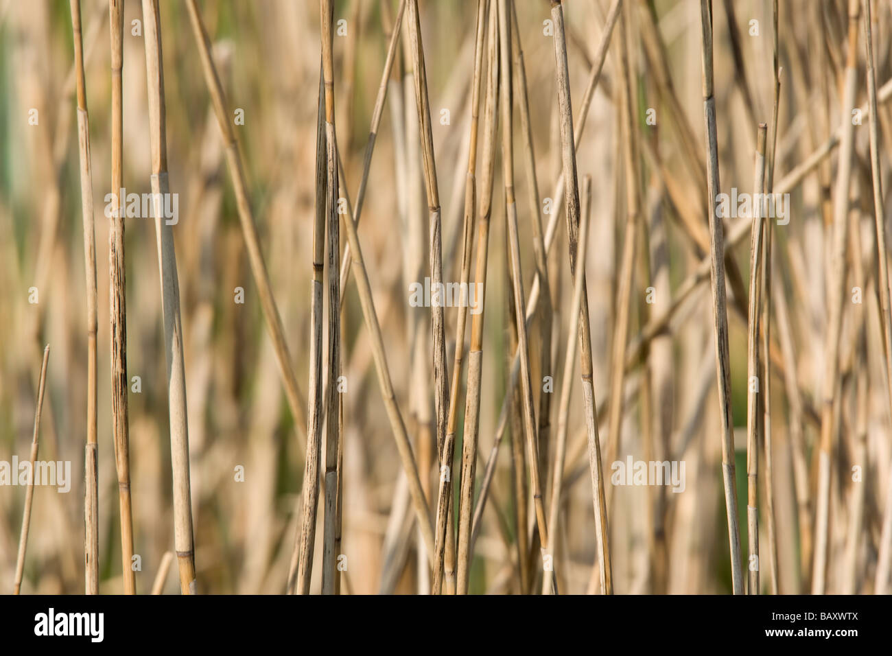 Marshland backdrop hi-res stock photography and images - Alamy