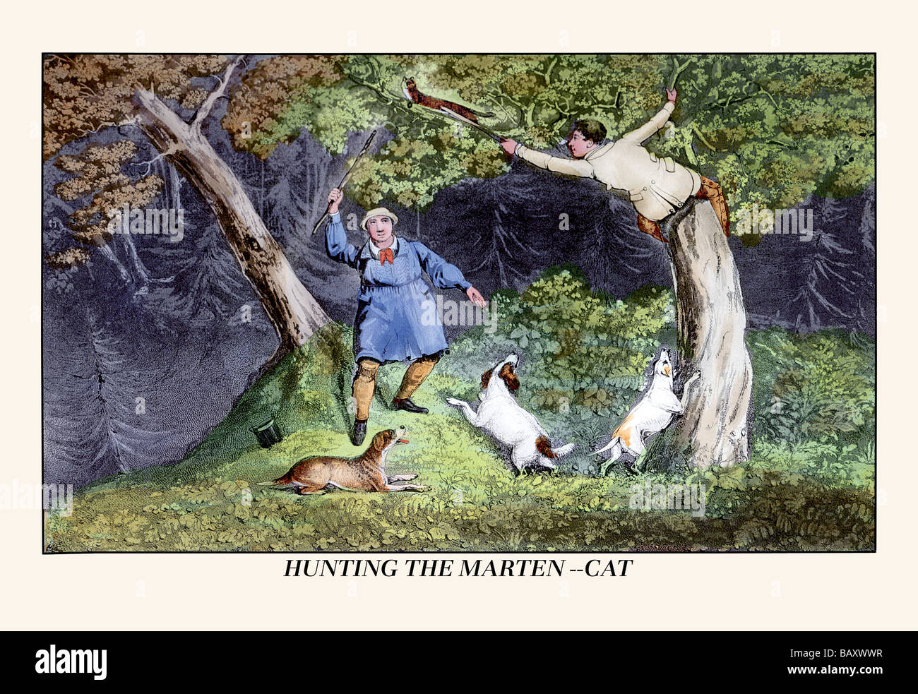 Hunting the Marten-Cat Stock Photo - Alamy