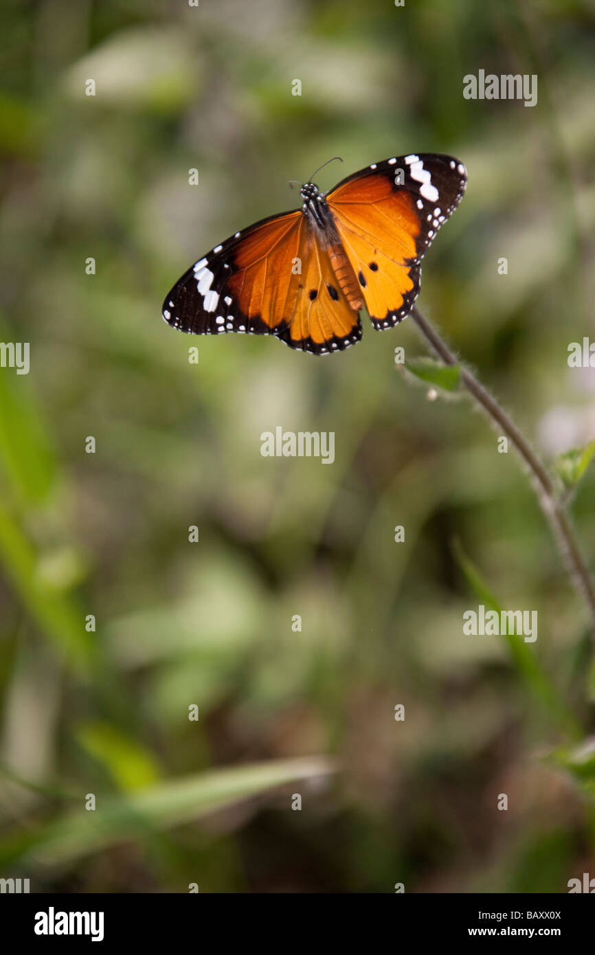 Female Plain Tiger Butterfly (Danaus chrysippus) feeding on flower ...