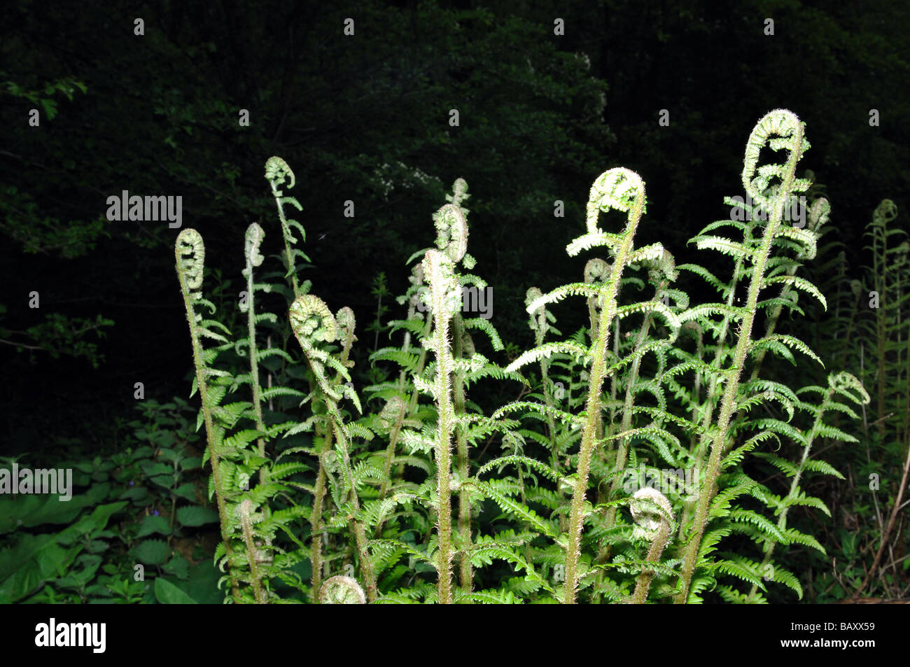 Ferns growing woodland hi-res stock photography and images - Alamy