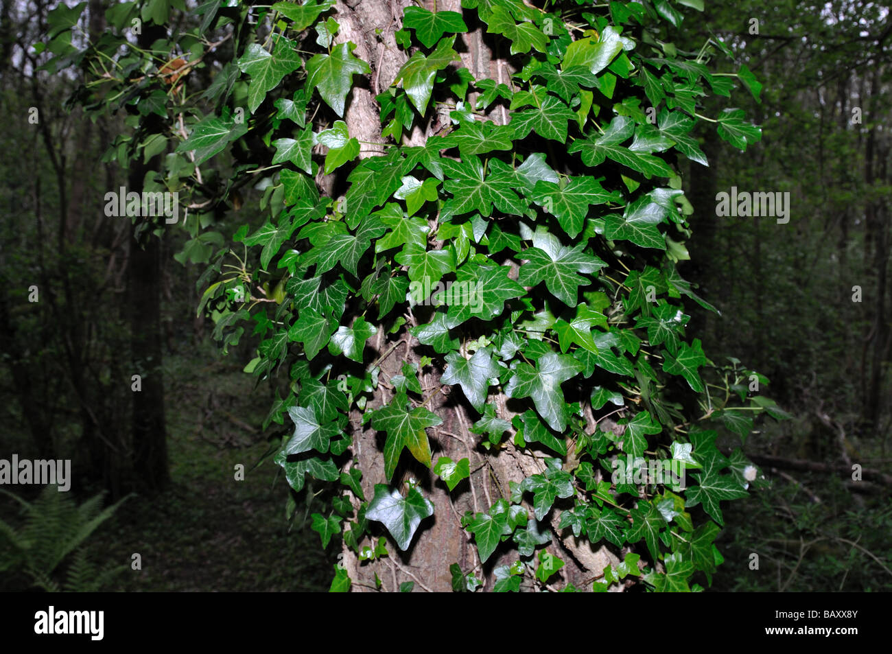 Dark creepy woodlands hi-res stock photography and images - Alamy