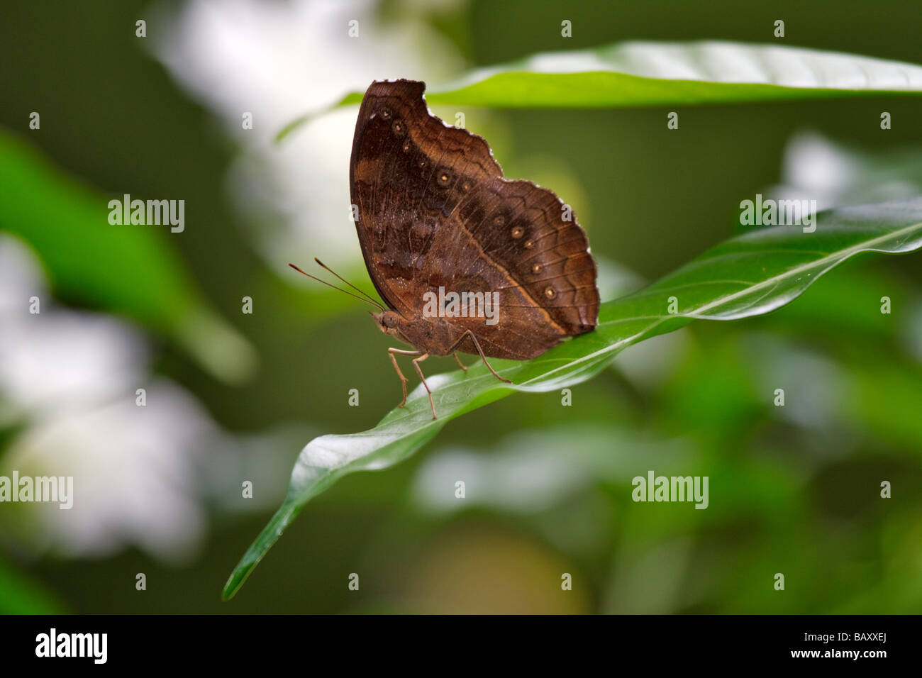 Chocolate soldier butterfly Junonia iphita horsfieldi Stock Photo - Alamy