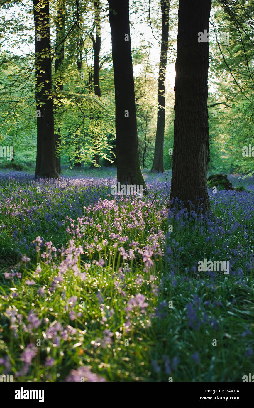 Bluebells in flower in woodland, Soudley Hill, Forest of Dean ...