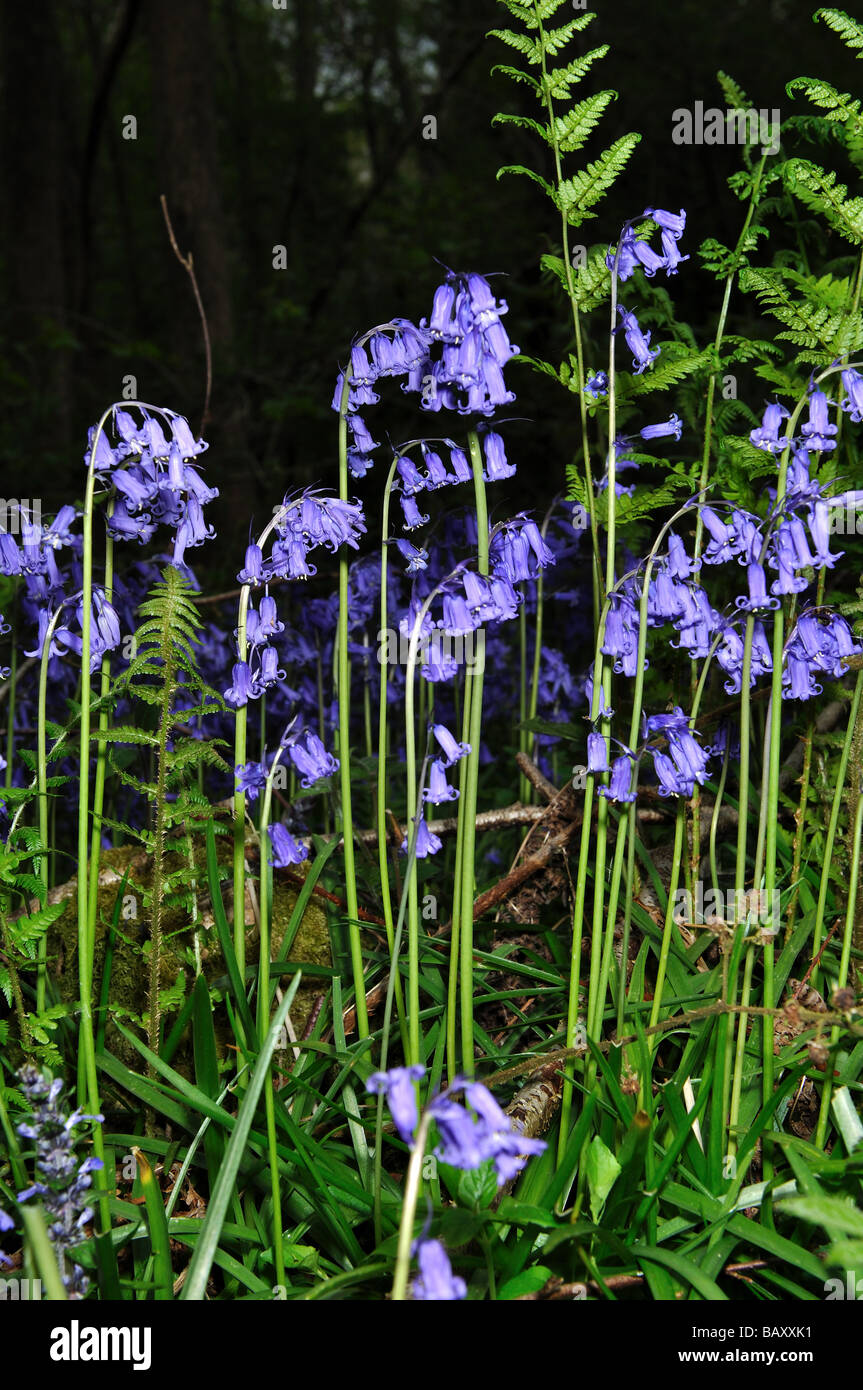 Bluebells Endymion Non Scriptus Growing In Stock Photos & Bluebells ...