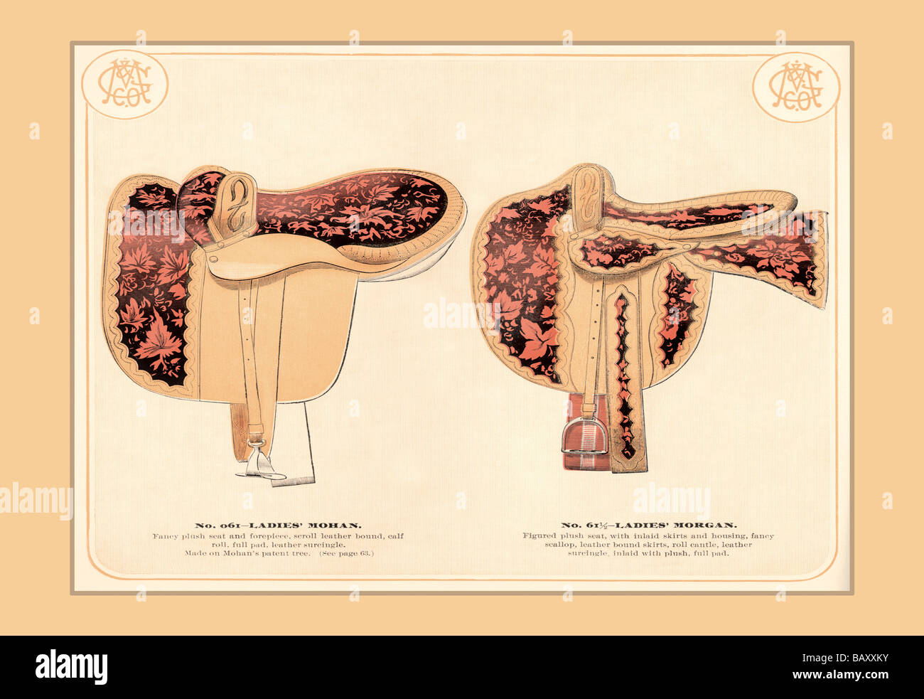 Morgan horse stallion hi-res stock photography and images - Alamy