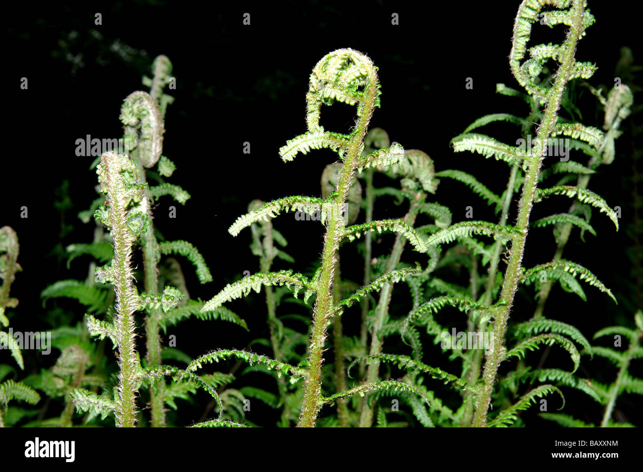 Ferns growing in a woodland, UK Stock Photo - Alamy
