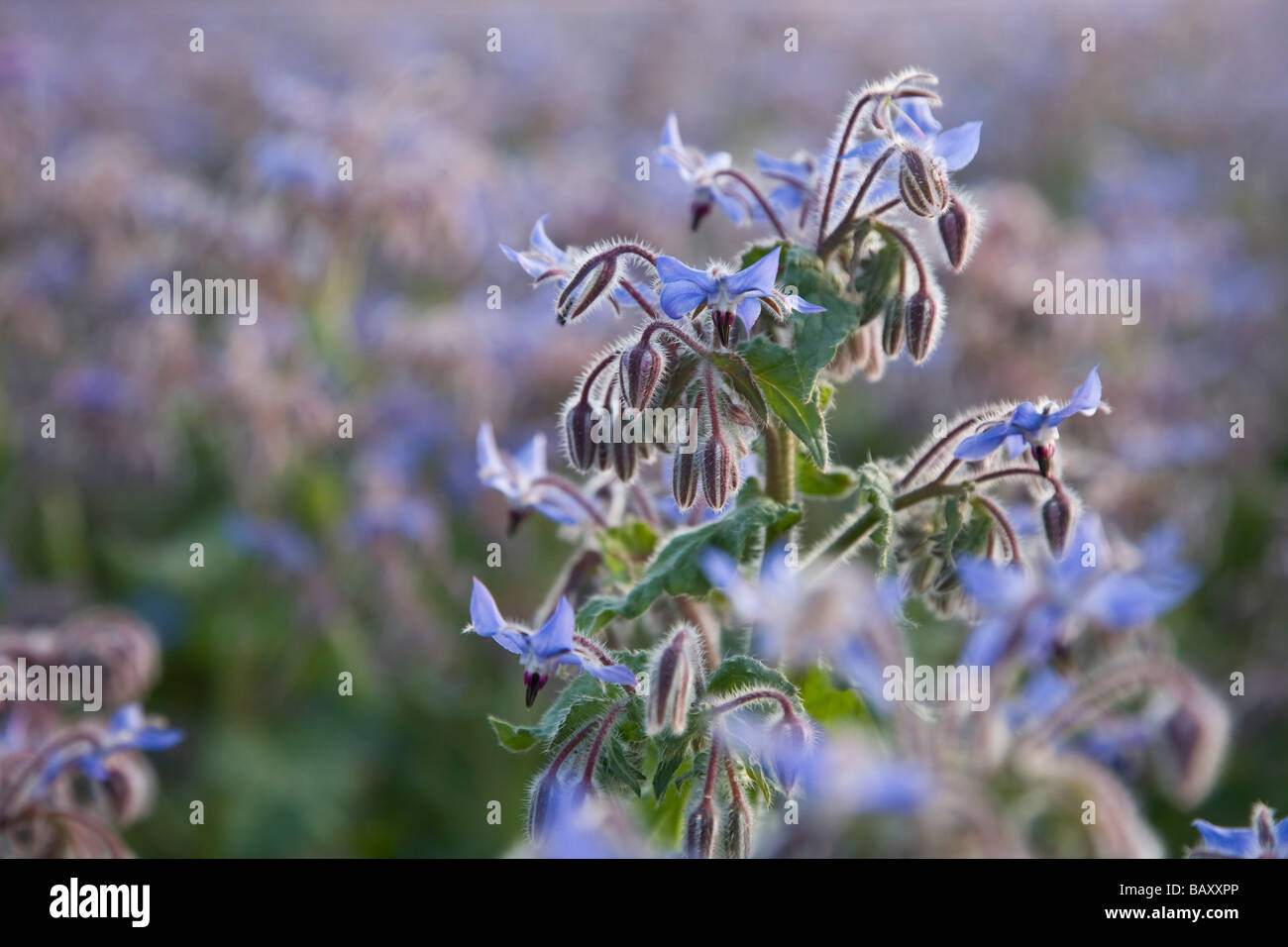 Borage crop hi-res stock photography and images - Alamy