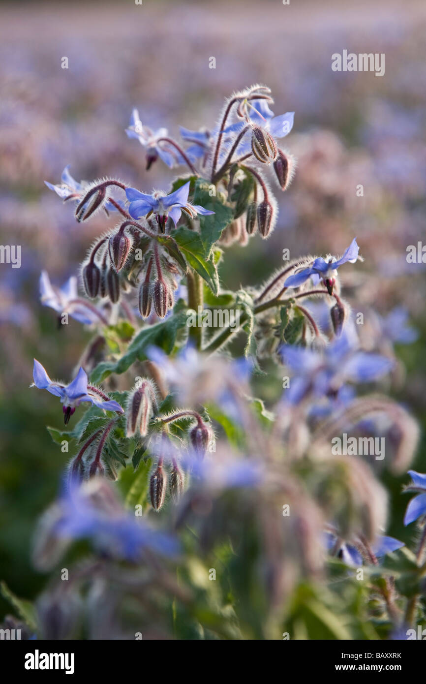 A field of borage at sunset Stock Photo - Alamy