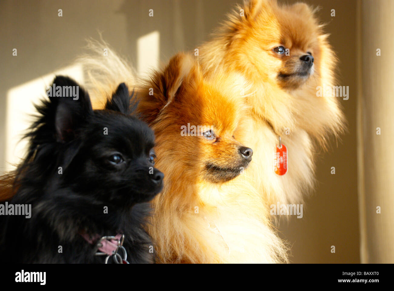 Adult pomeranians & their (black) crossed pups Stock Photo - Alamy