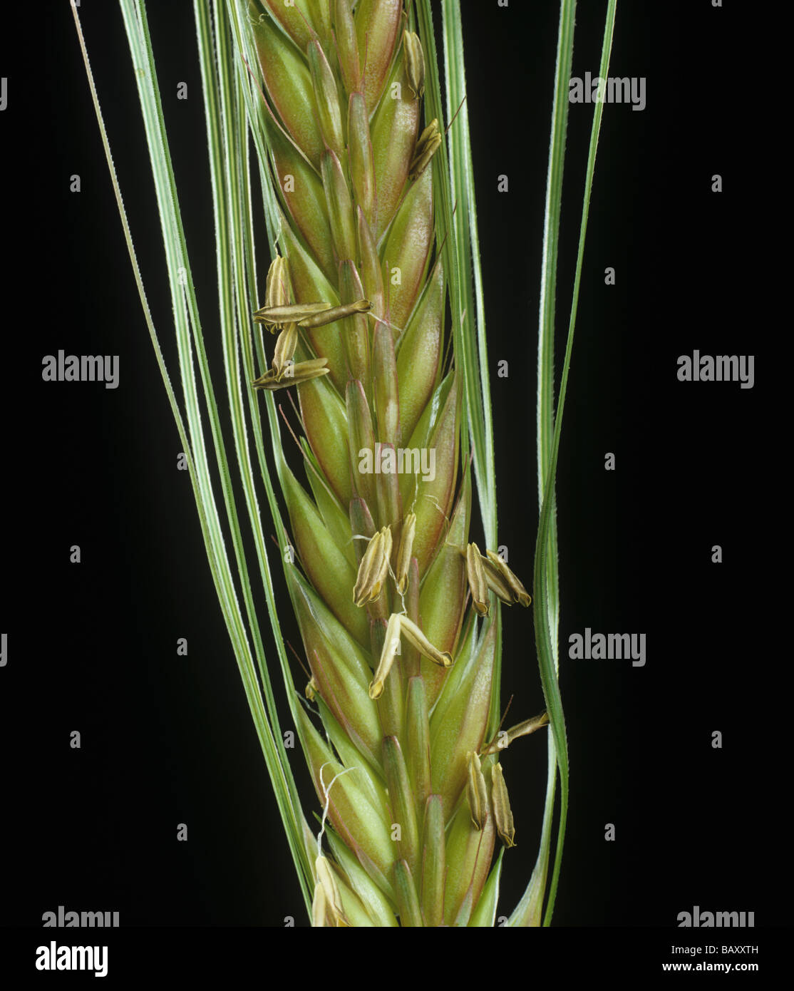 Barley awn hi-res stock photography and images - Alamy
