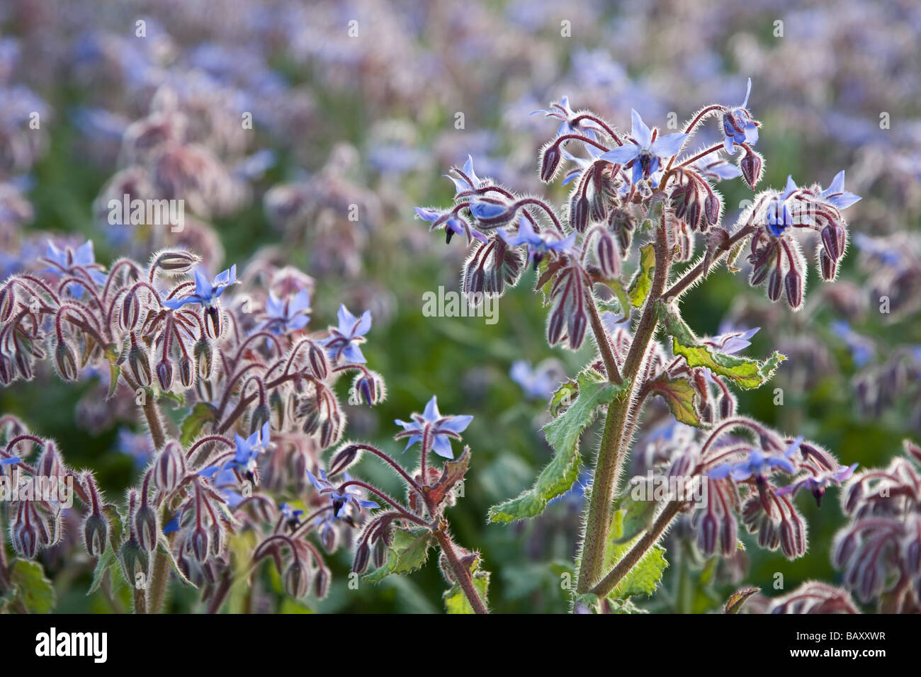 A field of borage at sunset Stock Photo - Alamy