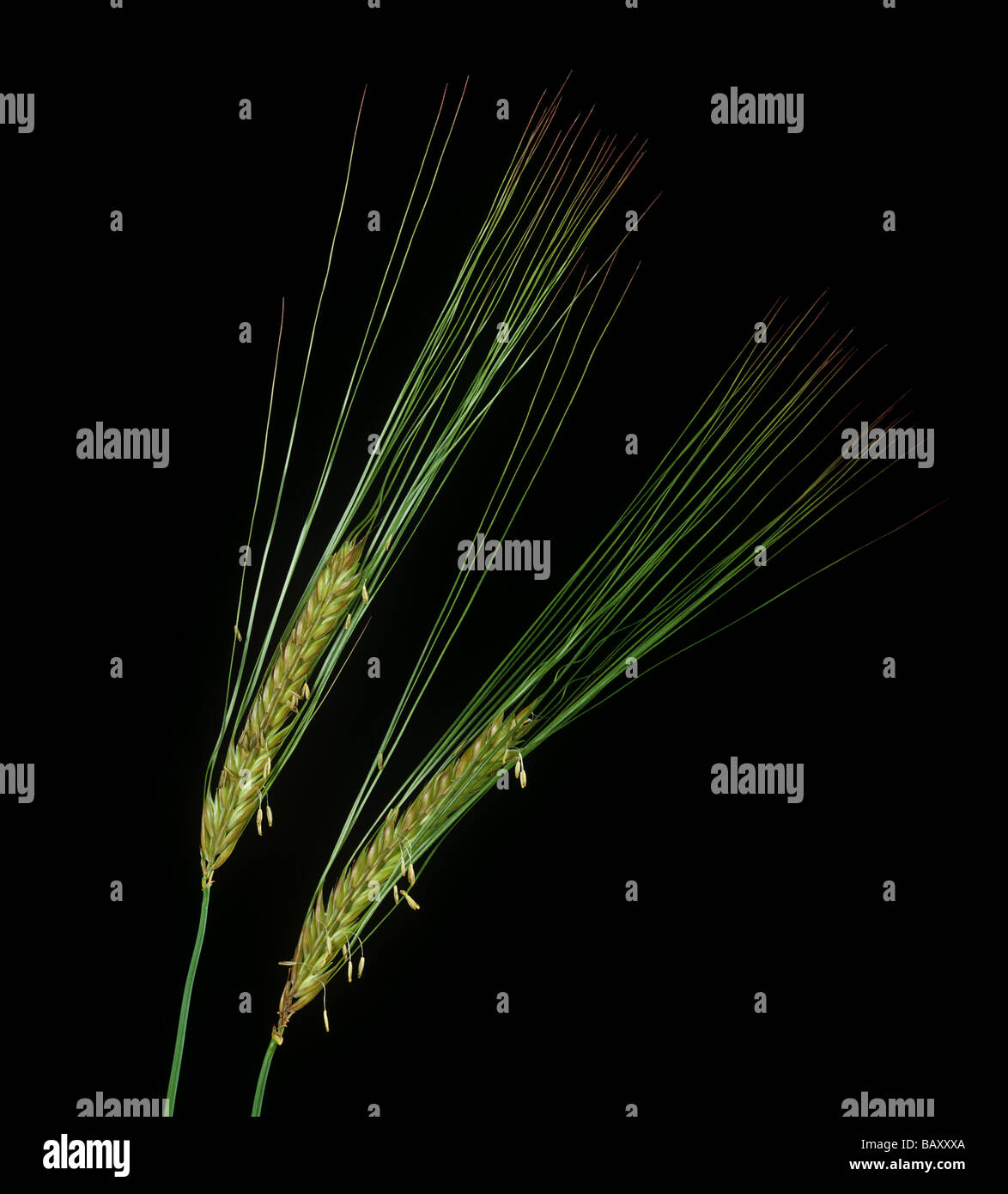 Two flowering ears of two row malting barley against a black background ...