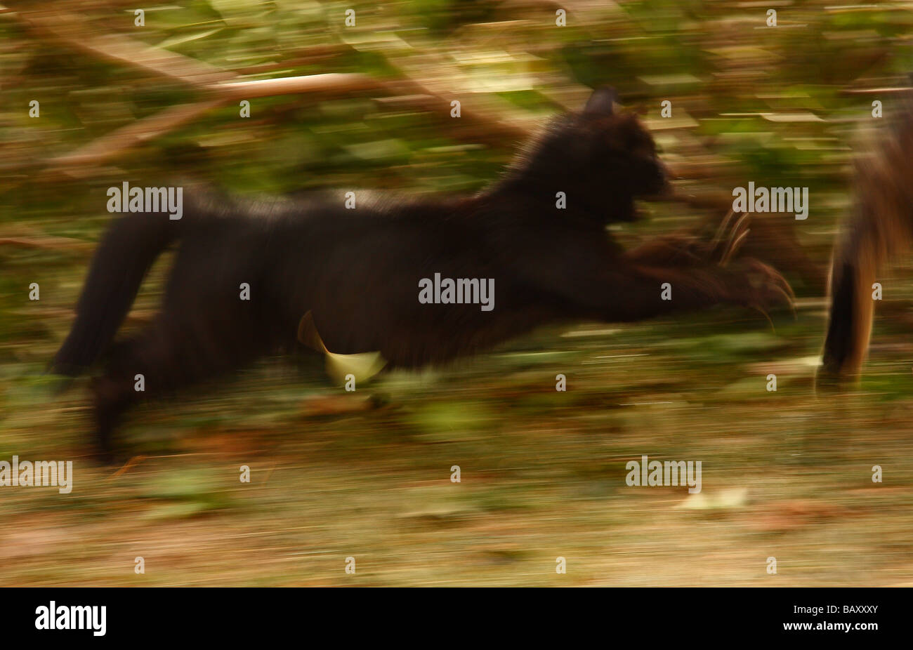 an impressionistic picture of a small black kitten chasing an adult cat ...