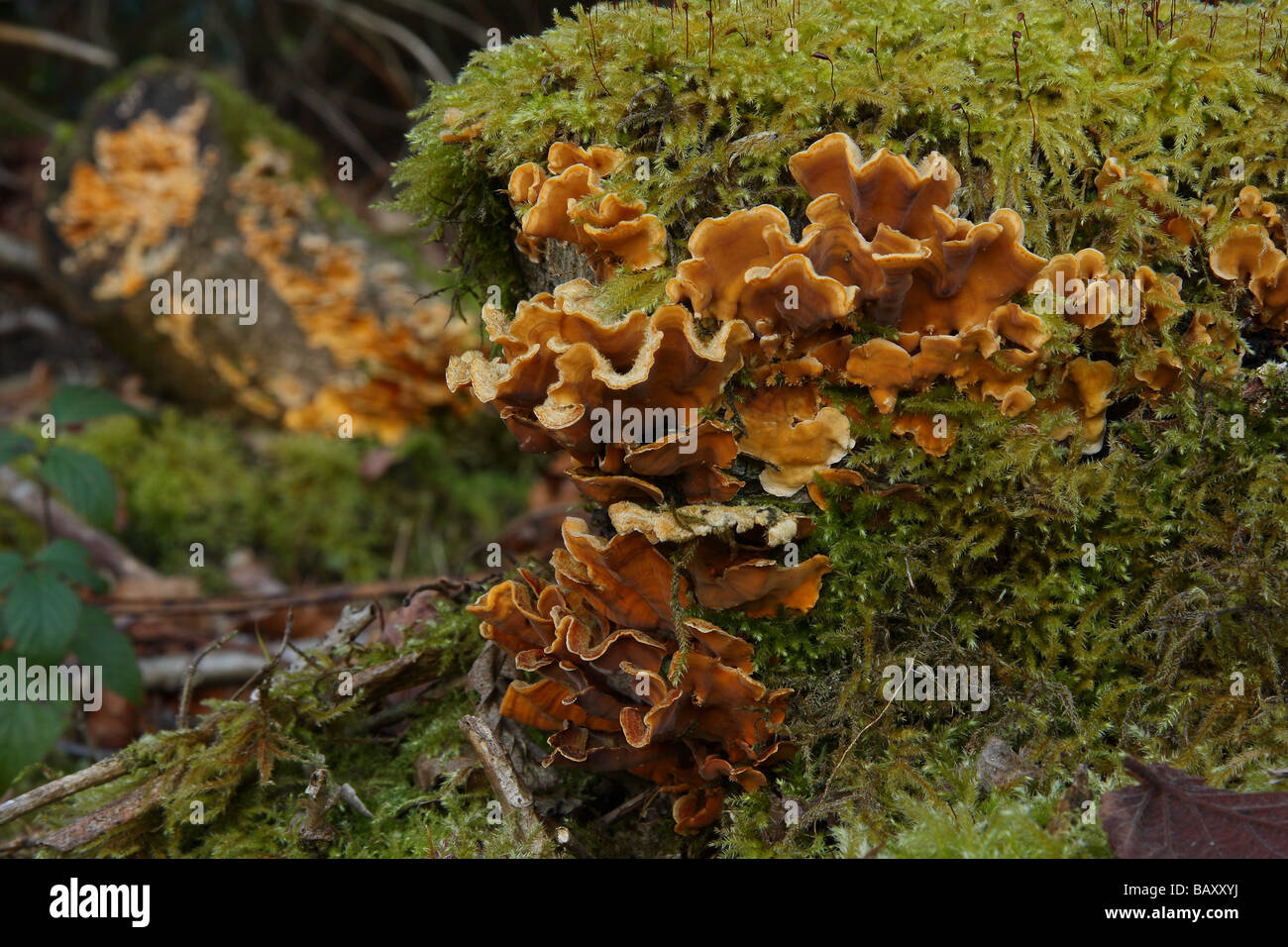 a group of Hairy Stereum fungi Stereum hirsutum on a moss covered tree ...