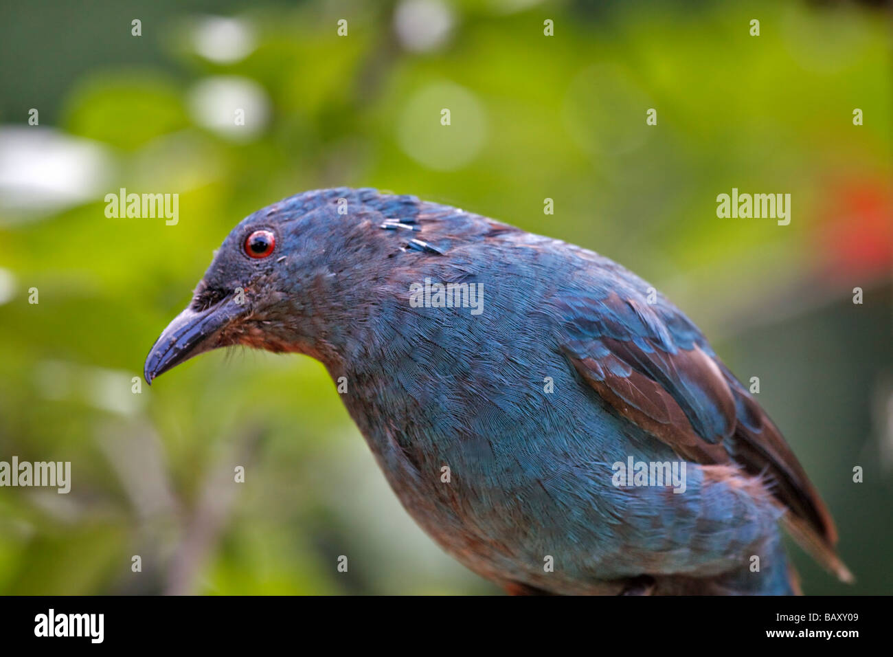 Asian Fairy Bluebird (Irena puella Stock Photo - Alamy