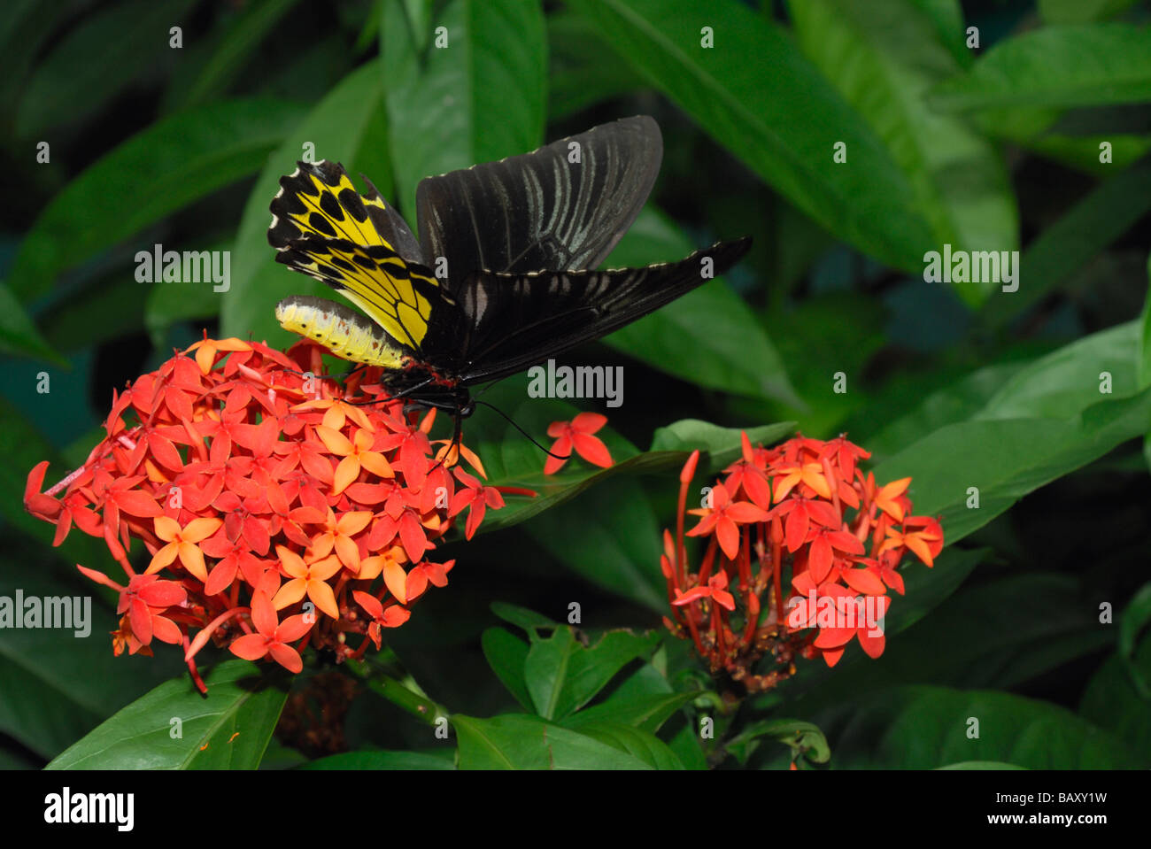 Birdwing butterfly hi-res stock photography and images - Alamy