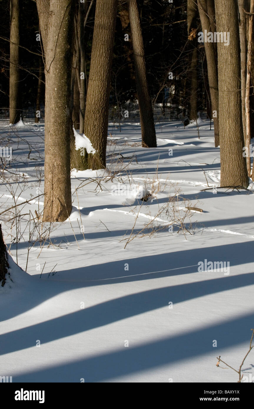 Scene of winter shadows Stock Photo - Alamy