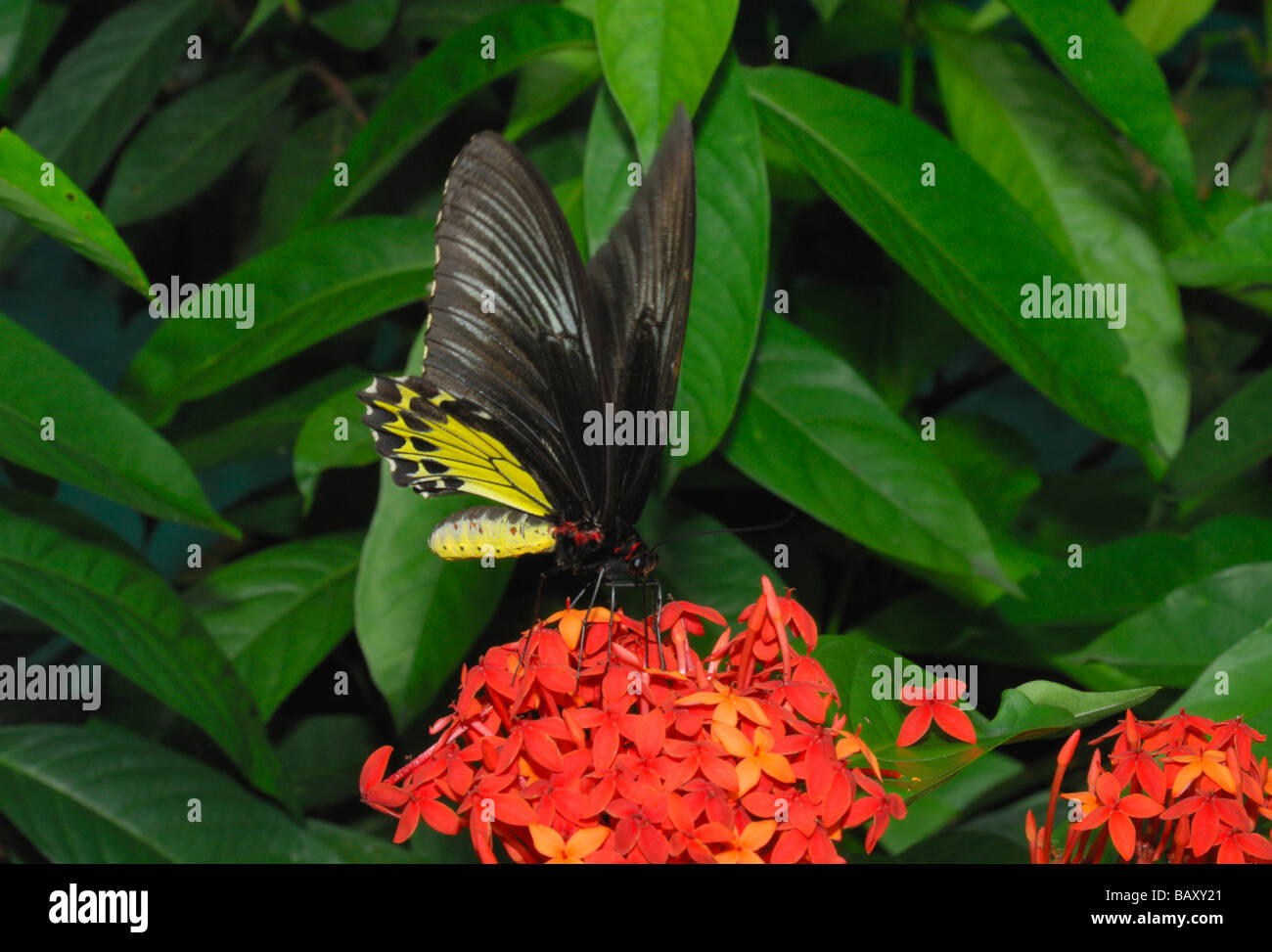 Common Birdwing butterfly feeding on ixora flowers Stock Photo - Alamy