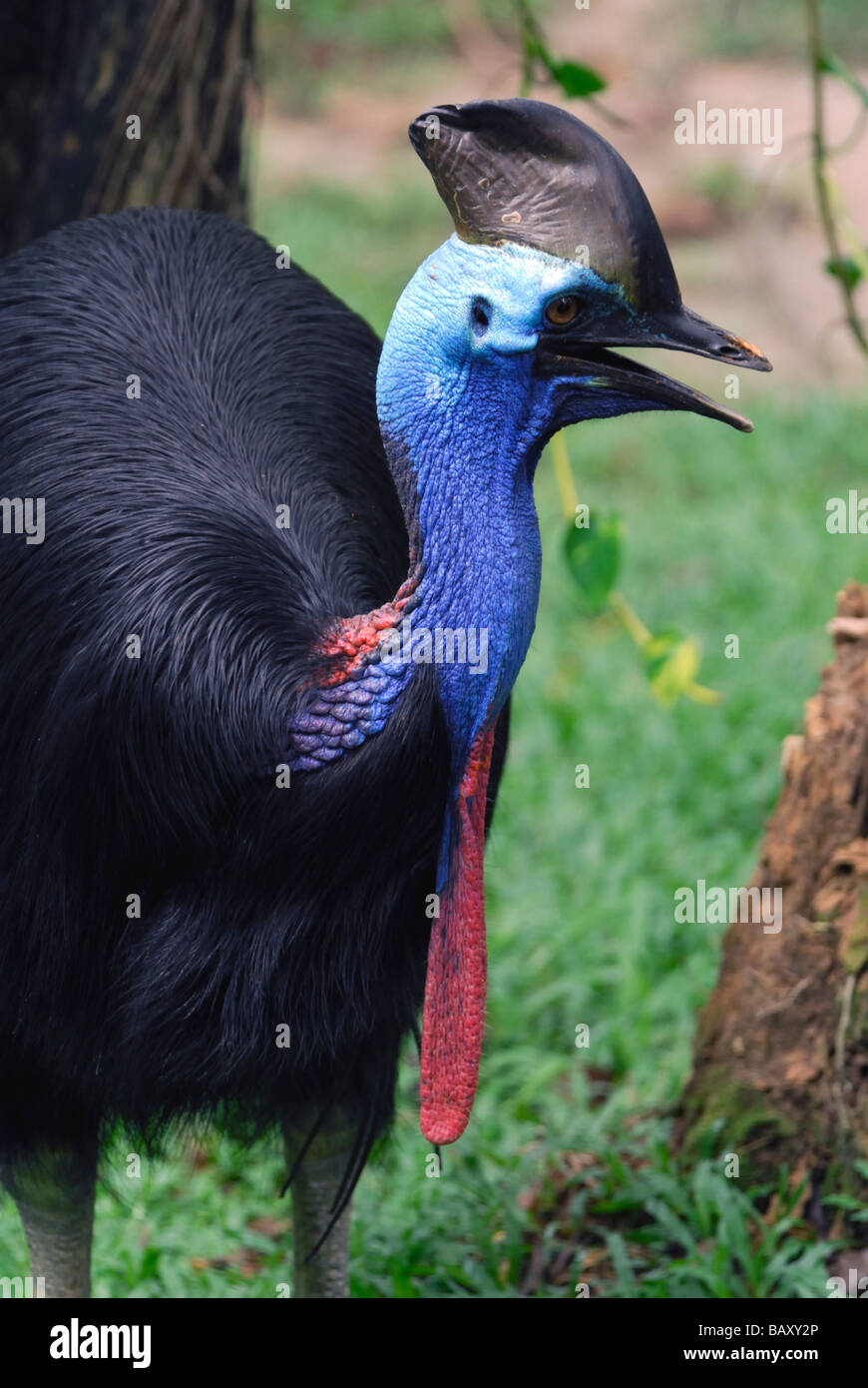 Cassowary bird hi-res stock photography and images - Alamy