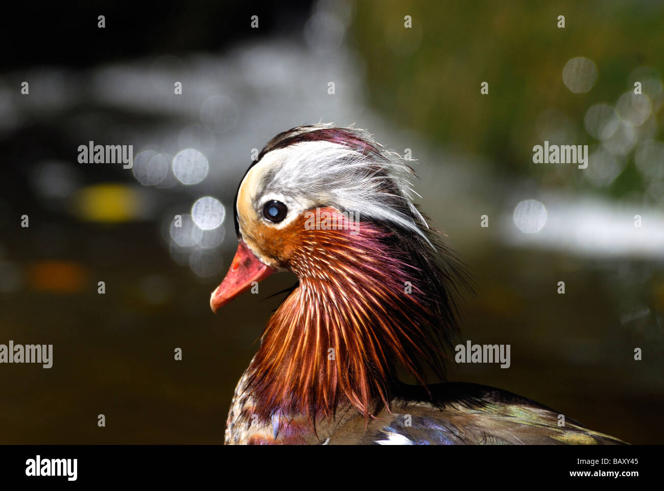 Mandarin drake bathing Stock Photo - Alamy