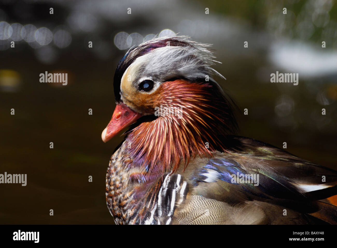Mandarin drake hi-res stock photography and images - Alamy