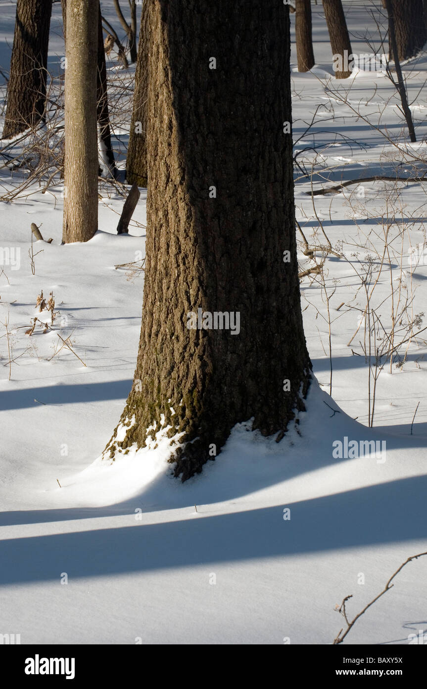 Scene of winter shadows Stock Photo - Alamy