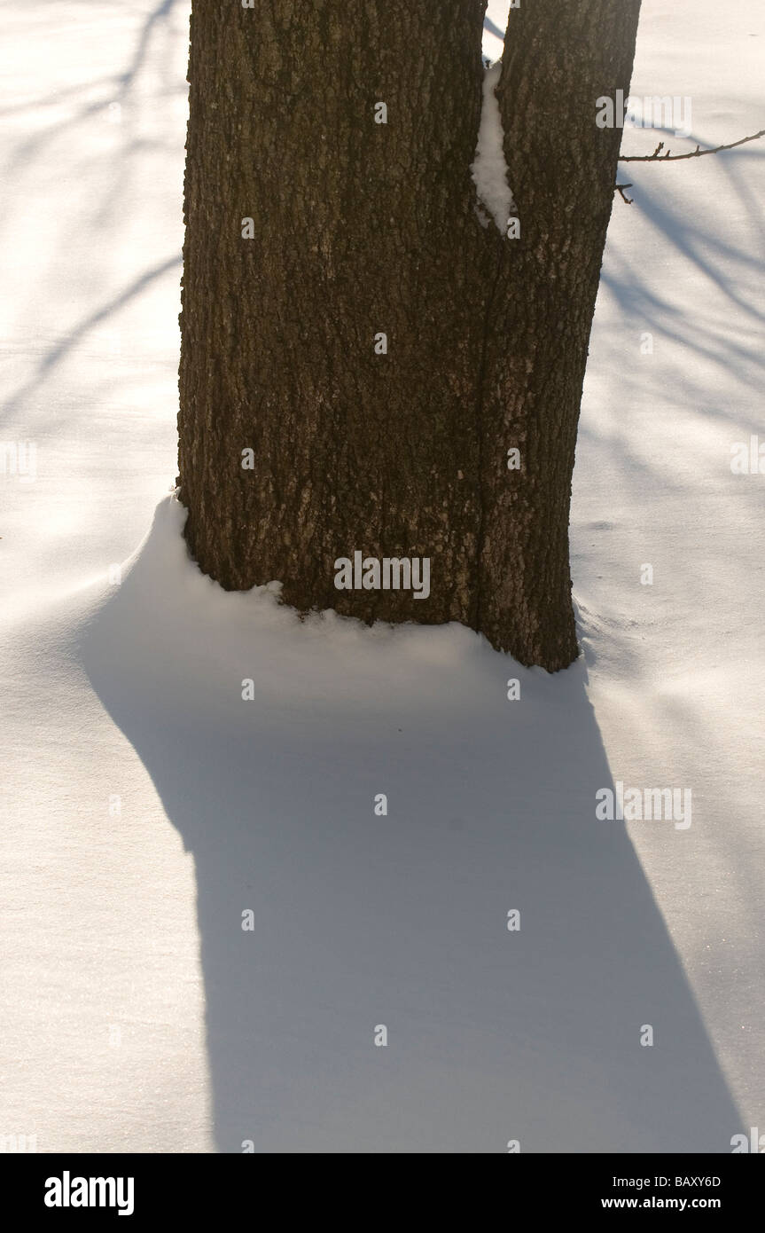 Scene of winter shadows Stock Photo - Alamy