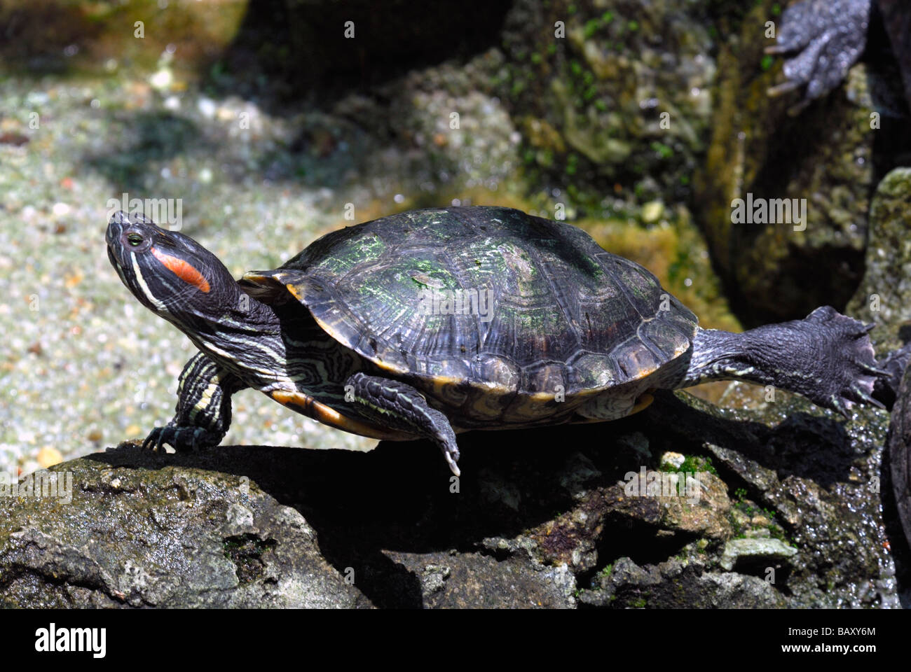 Red eared terrapin in hi-res stock photography and images - Alamy