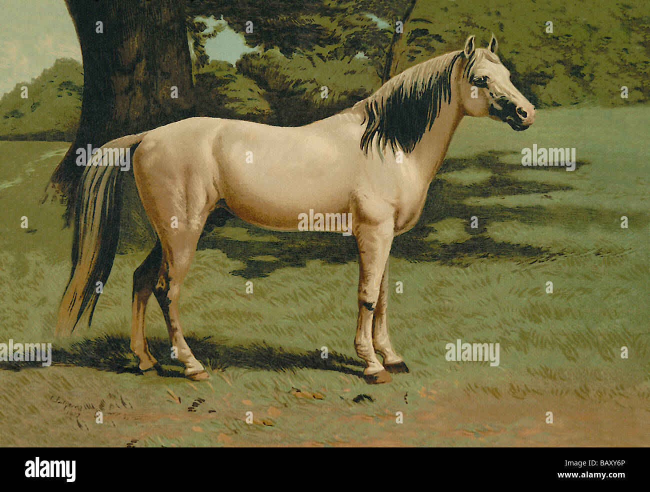 Arabian charger hi-res stock photography and images - Alamy