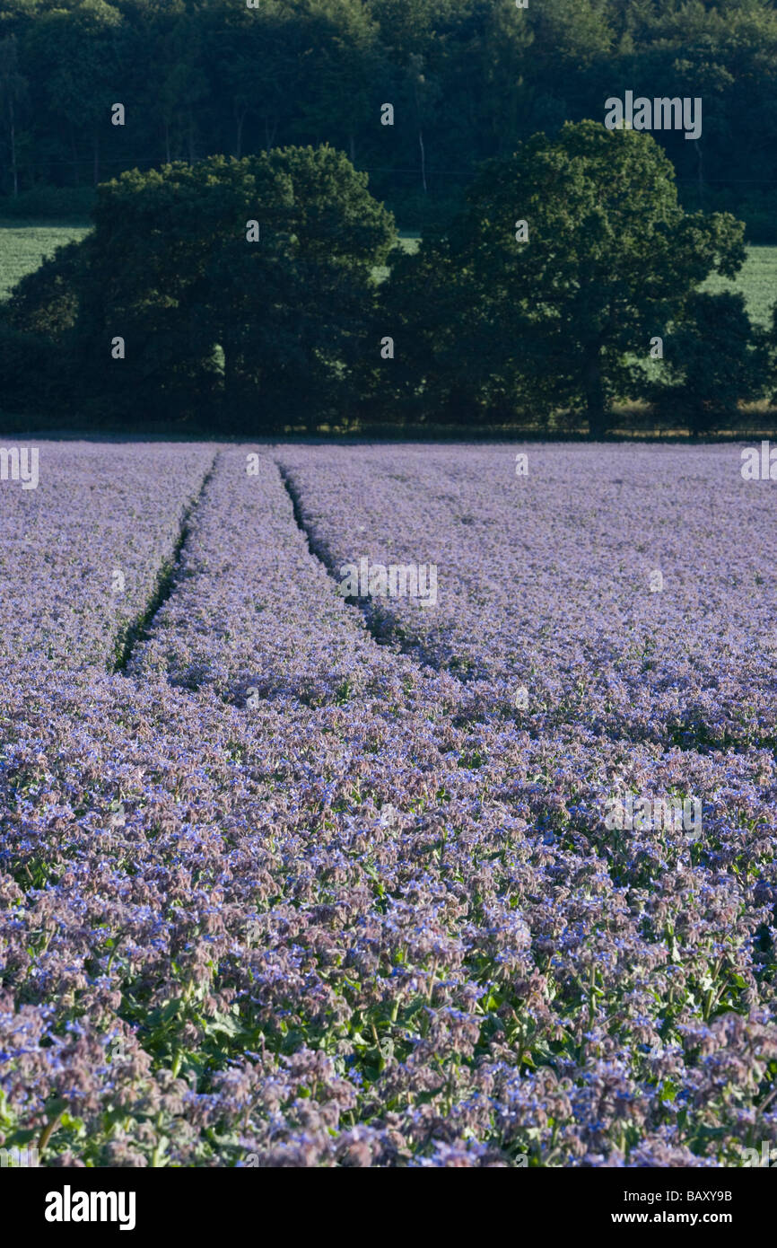 Borage field hi-res stock photography and images - Alamy