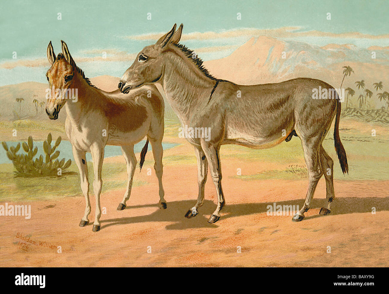 Abyssinian Male and Indian Onager Female Stock Photo - Alamy