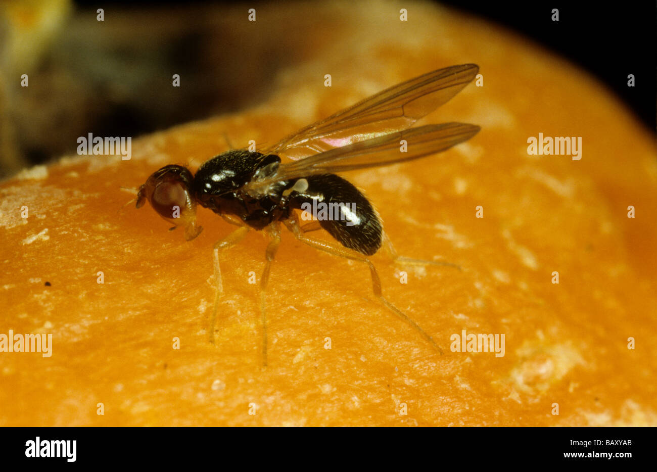 Adult carrot root fly (Chamaepsila rosae) on a carrot root Stock Photo ...