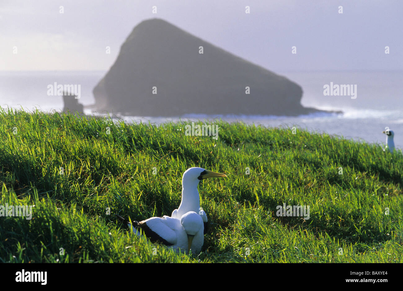 Mutton birds australia hi-res stock photography and images - Alamy