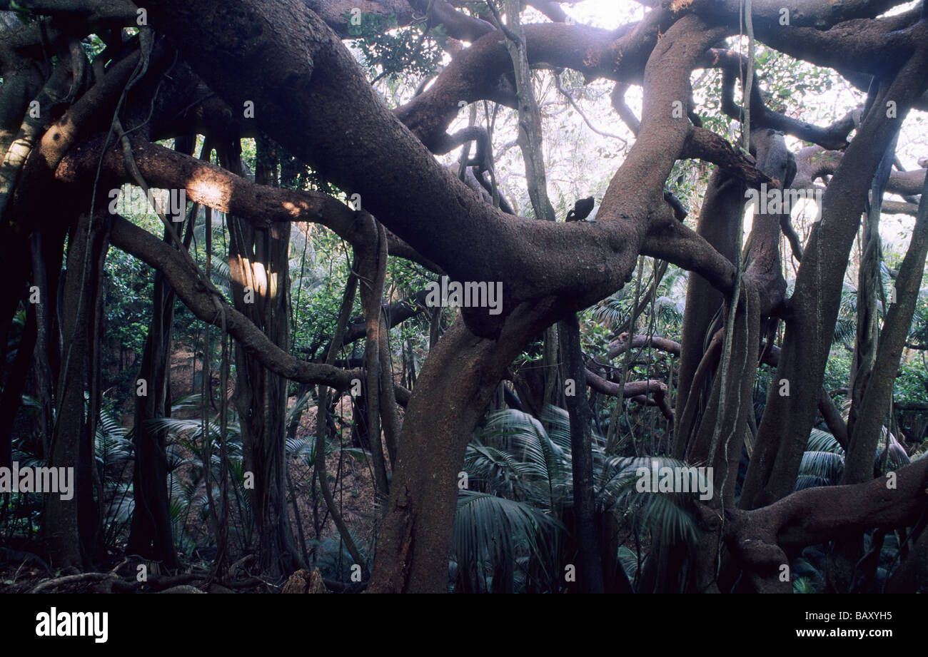 Giant Banyan tree in the Valley of the Shadows, Australian Stock Photo ...