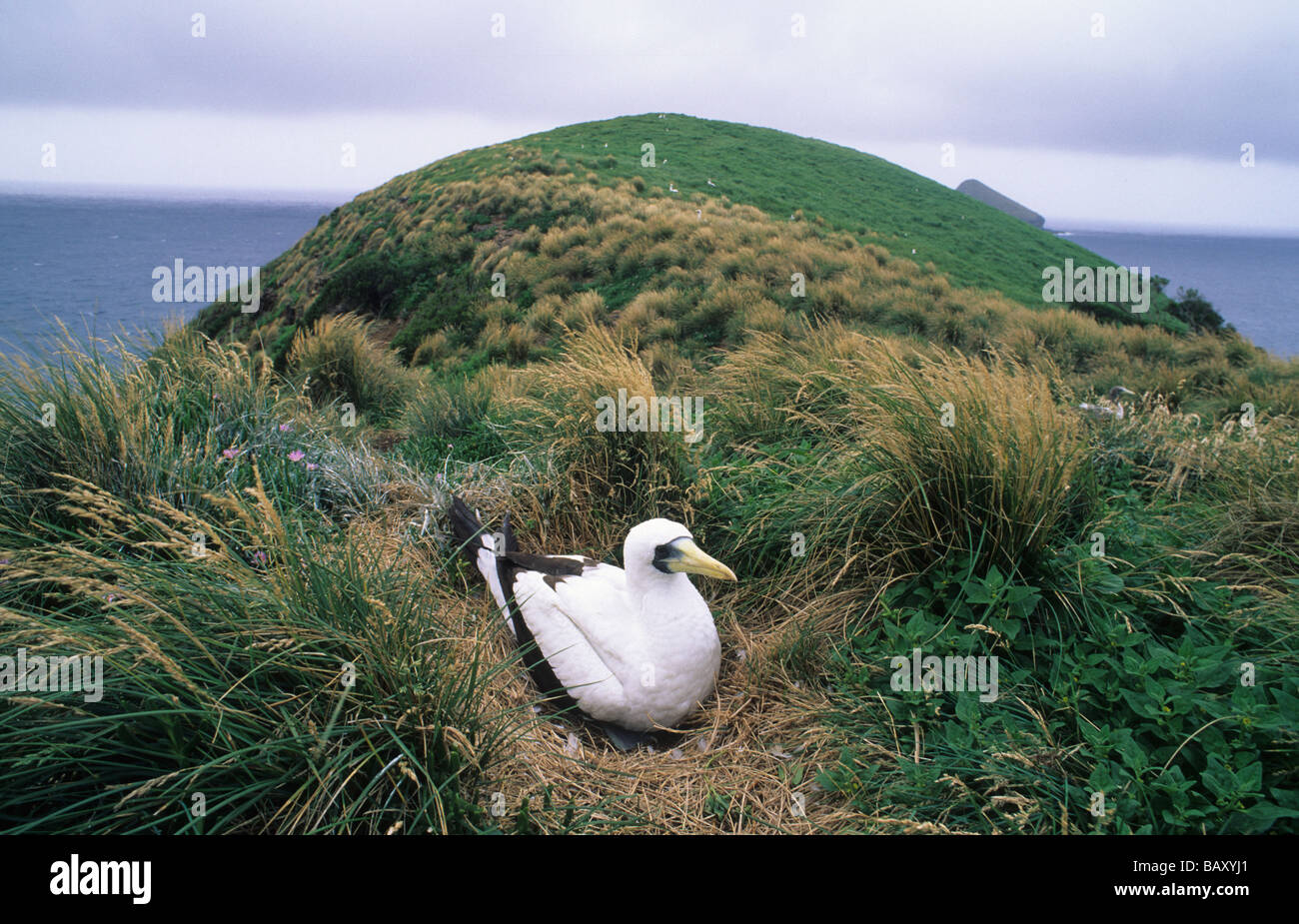Mutton birds australia hi-res stock photography and images - Alamy