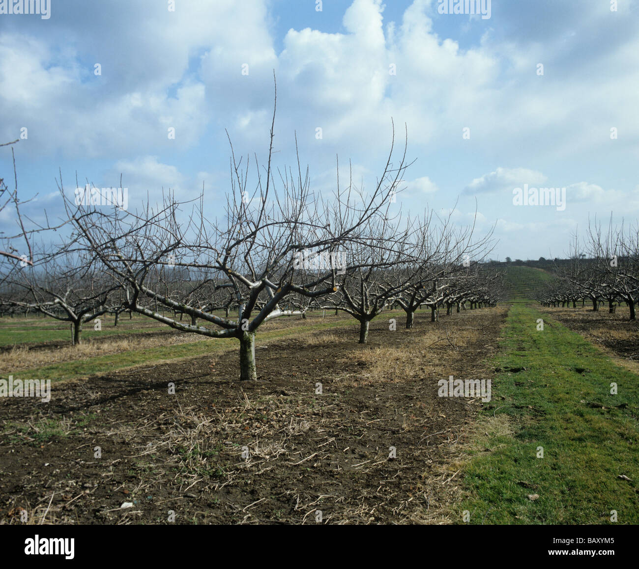 Dormant apple orchard in winter with recent weed control under trees ...