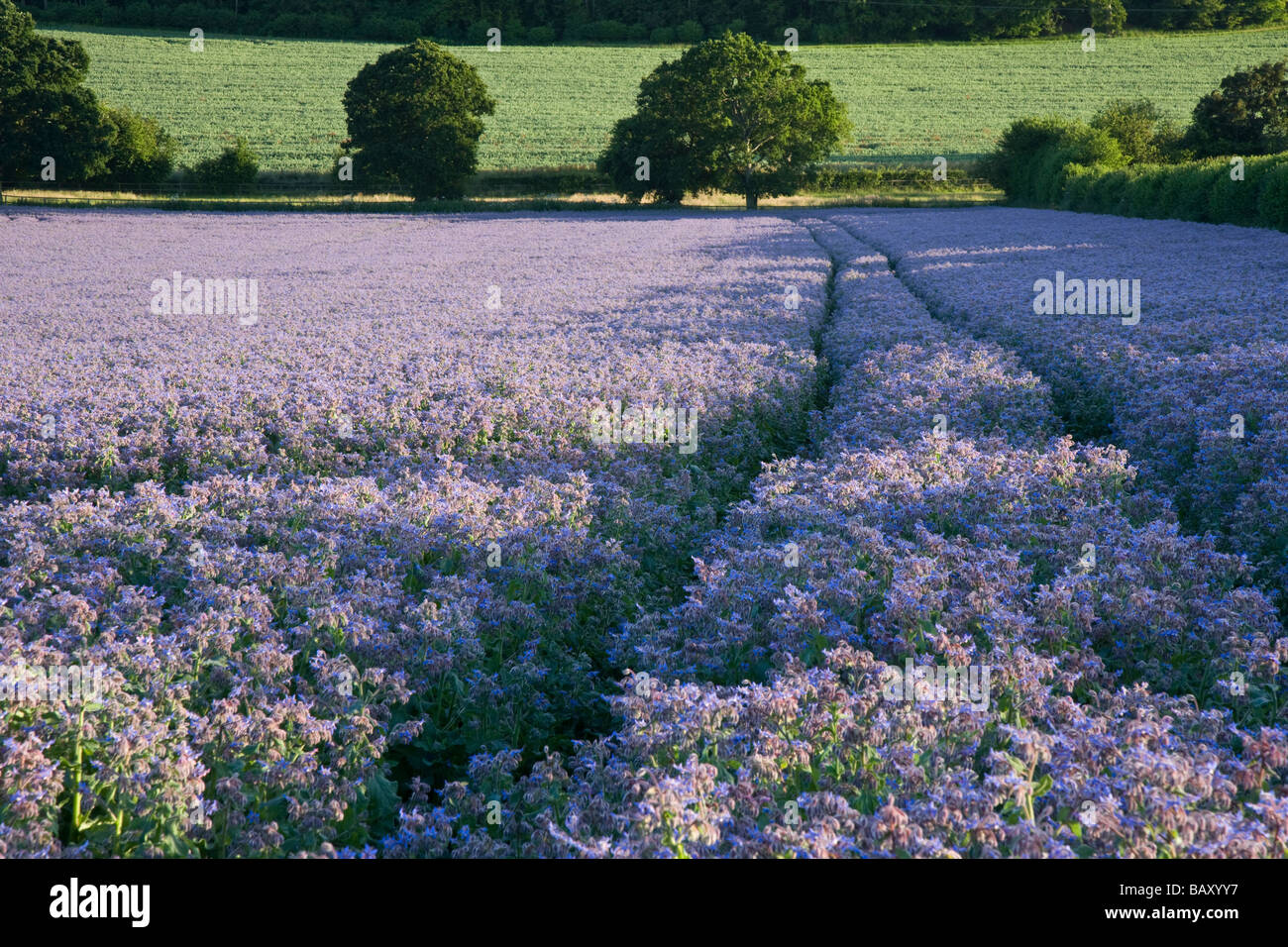 A field of borage at sunset Stock Photo - Alamy